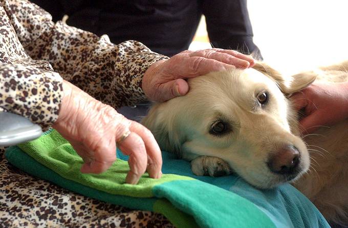 10 veelgestelde vragen over dieren in de zorg - Stichting ZorgDier ...